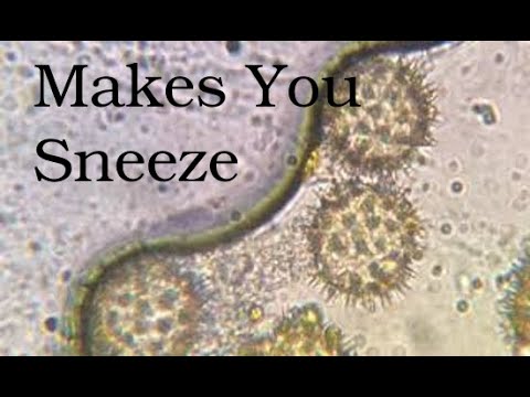 Pollen Under Microscope - YouTube