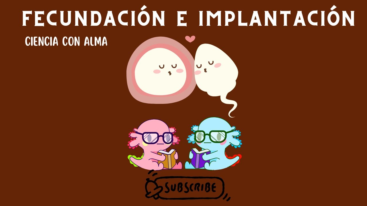 FECUNDACIÓN E IMPLANTACIÓN DEL EMBRIÓN HUMANO - YouTube