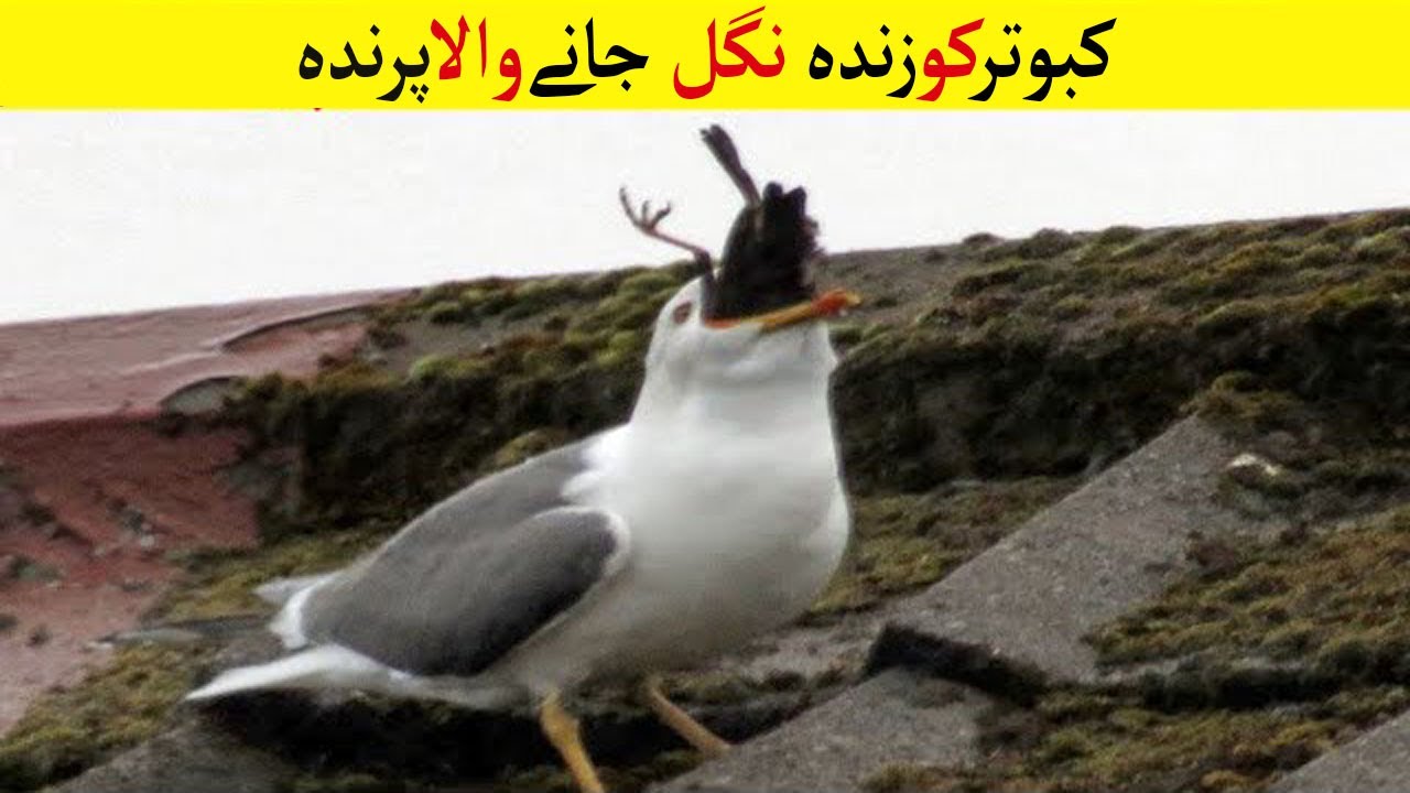 Ye Bird Kabooter, Sparrow Aur Rabbit ko Nigal Jaata hai | How Seagull ...