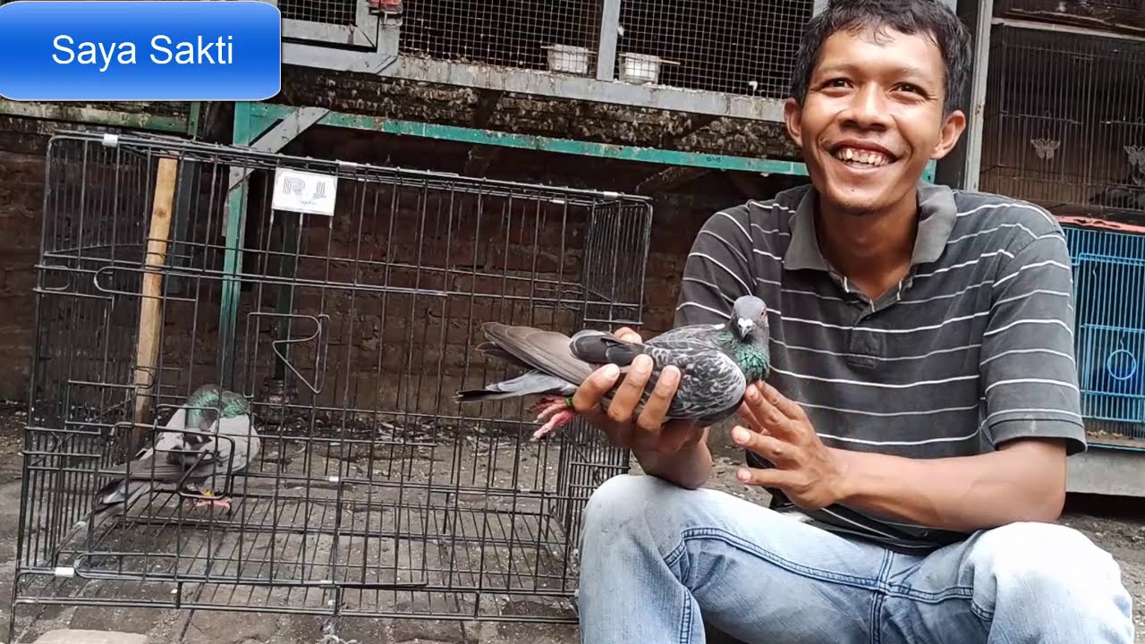 pasangan merpati pos juara 2020 sumbawa pemalang dan jakarta pemalang ...