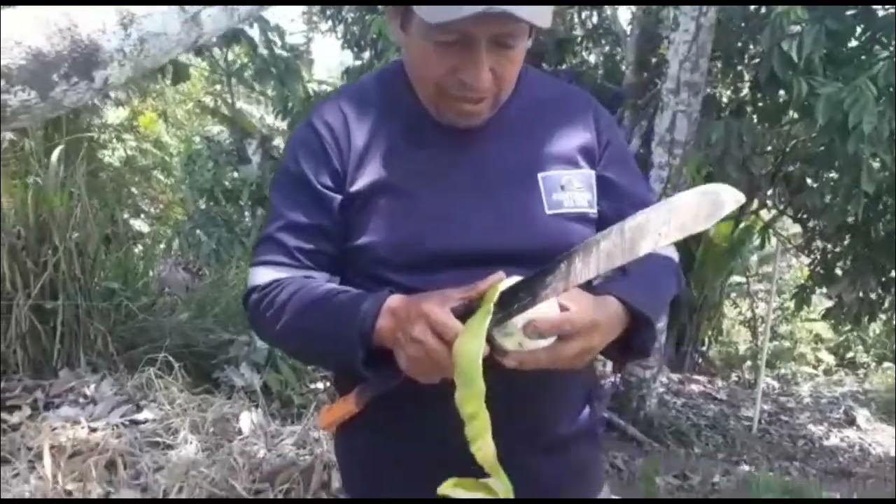 la aventura de miguelito en el campo - YouTube