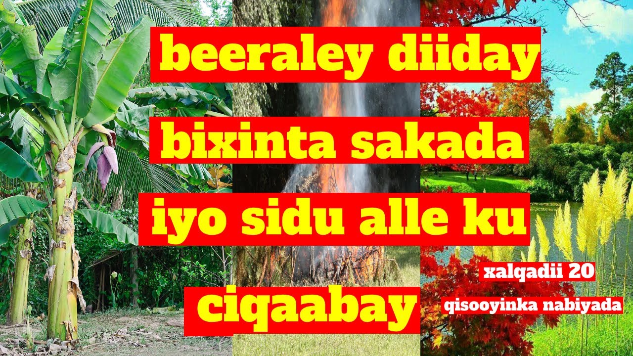 qisooyinka nabiyada/ masaakiinta ayey sadaqada u diideen kadibna alle ...