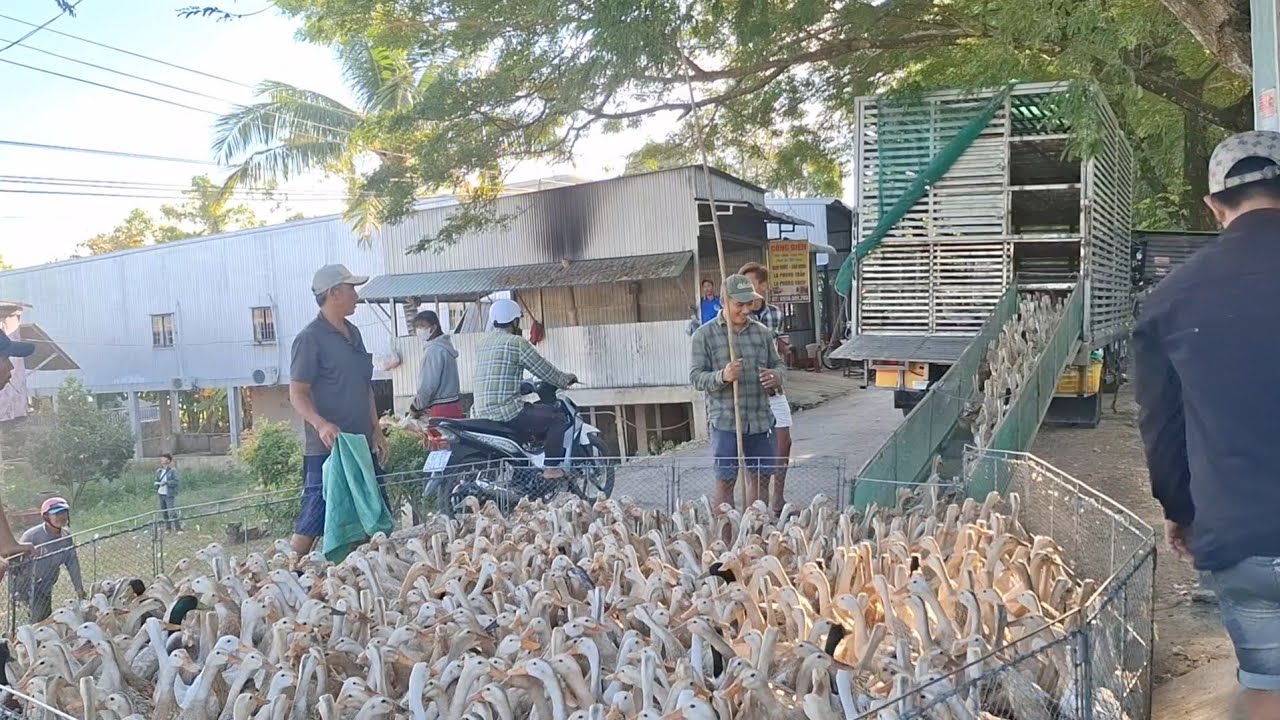 How to Load 10,000 Ducks on a Truck, Raising Ducks for Big Profits ...