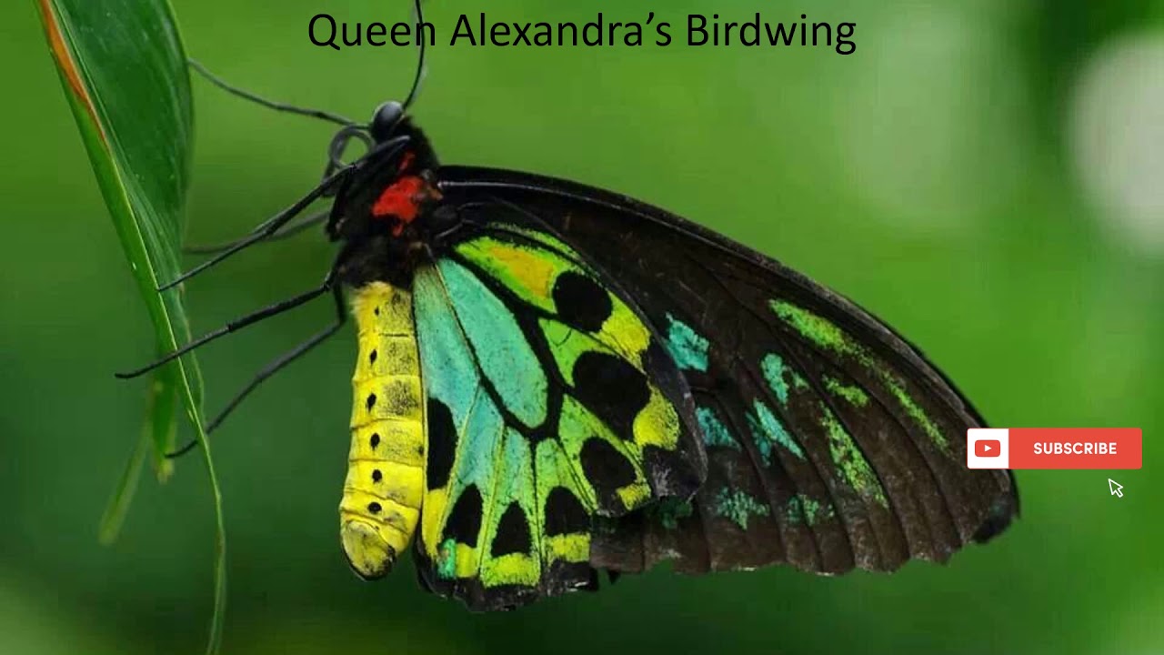 TOP 10 RAREST BUTTERFLIES IN THE WORLD - YouTube