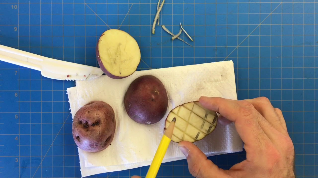 Stamp Making with potatoes - YouTube