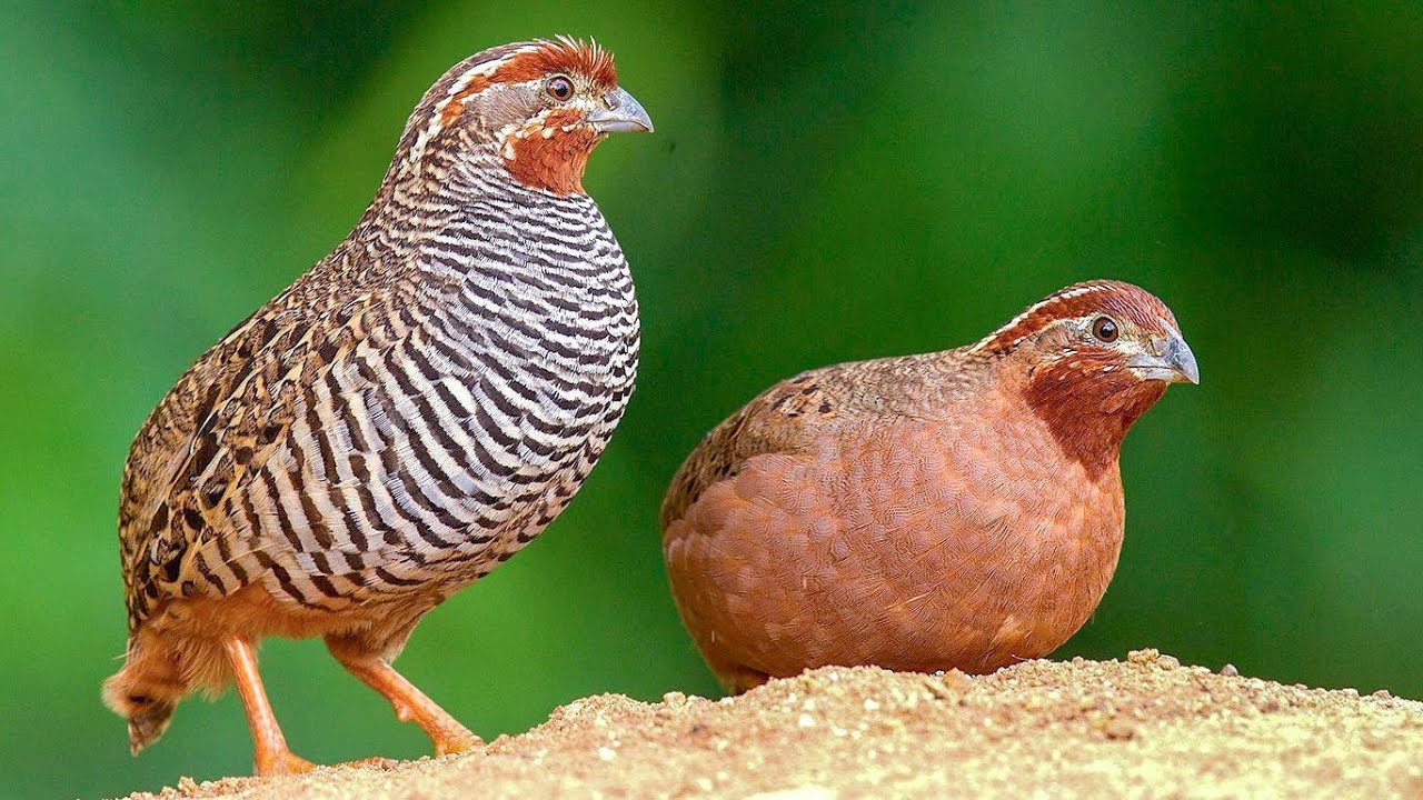 Jungle bush quail (Perdicula asiatica) males and females foraging - YouTube