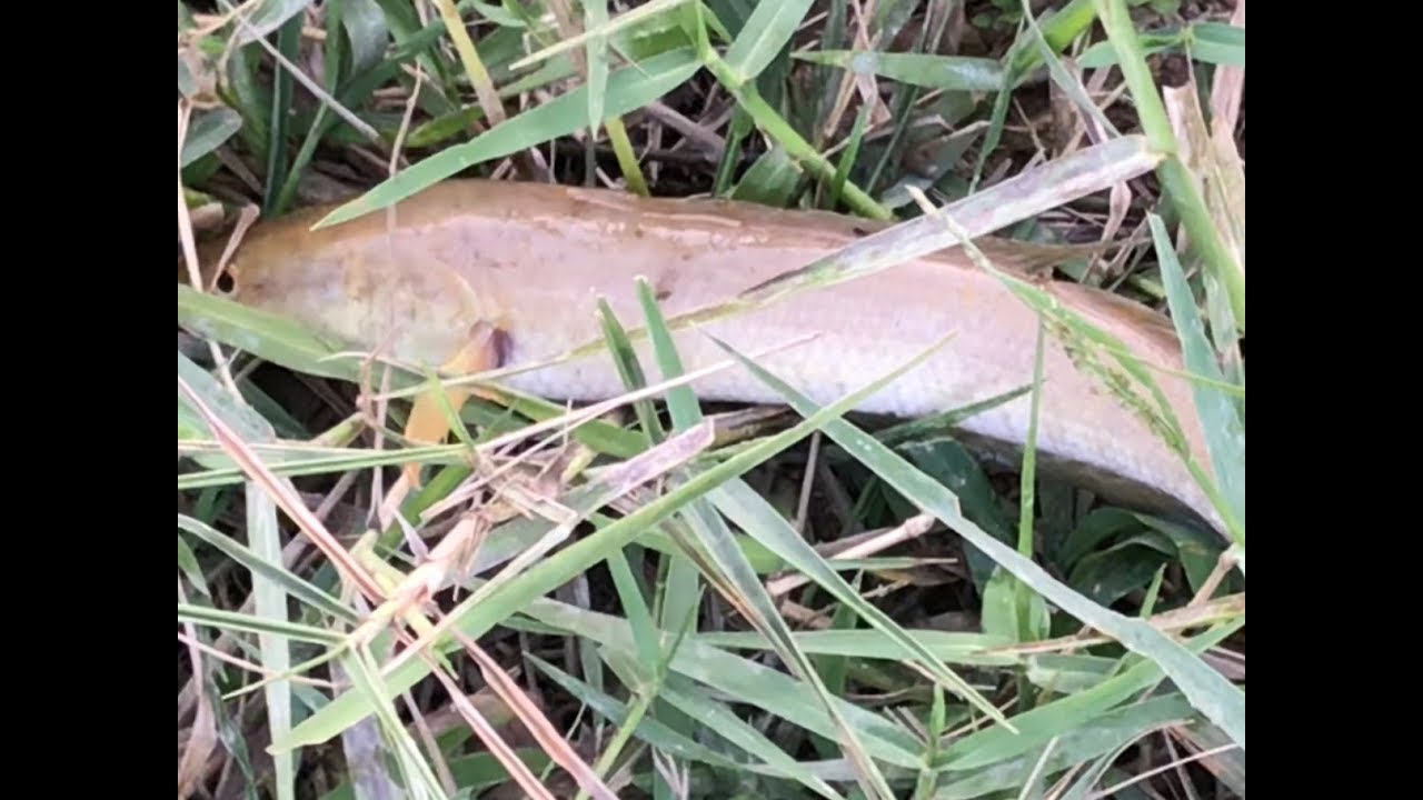 Electricity Catching Fish 🐠 morning in Field , Catching Fish , Catching ...
