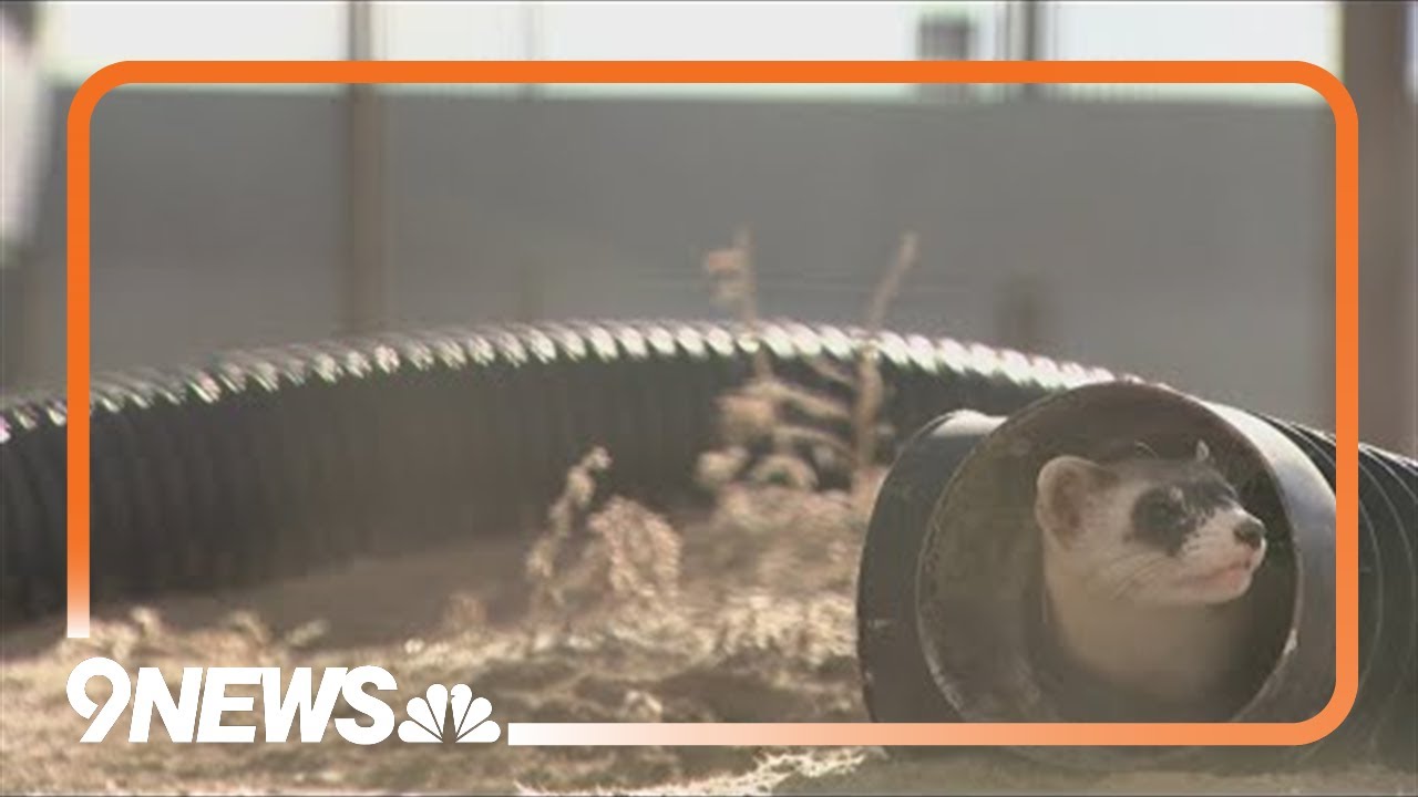 Colorado's black-footed ferret recovery efforts could be stunted by ...