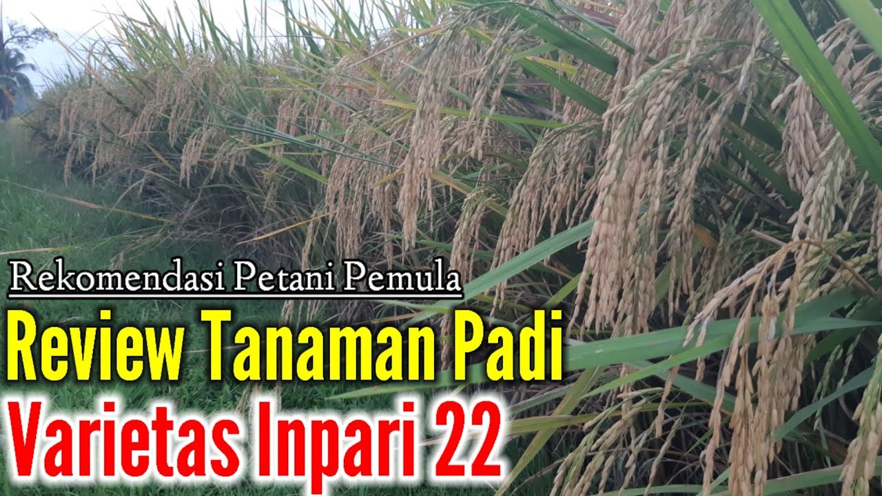 REVIEW TANAMAN PADI VARIETAS INPARI 22 - YouTube