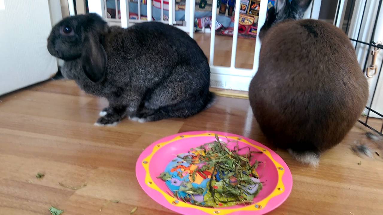 Poppy and Ragnar bonding session - YouTube