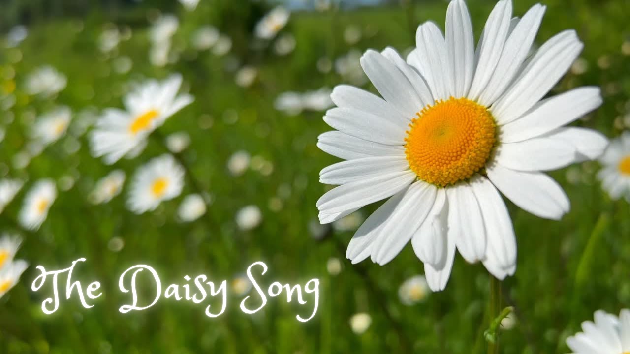 The Daisy Song 🌼| Beautiful Uplifting and Relaxing Music for Joy and ...