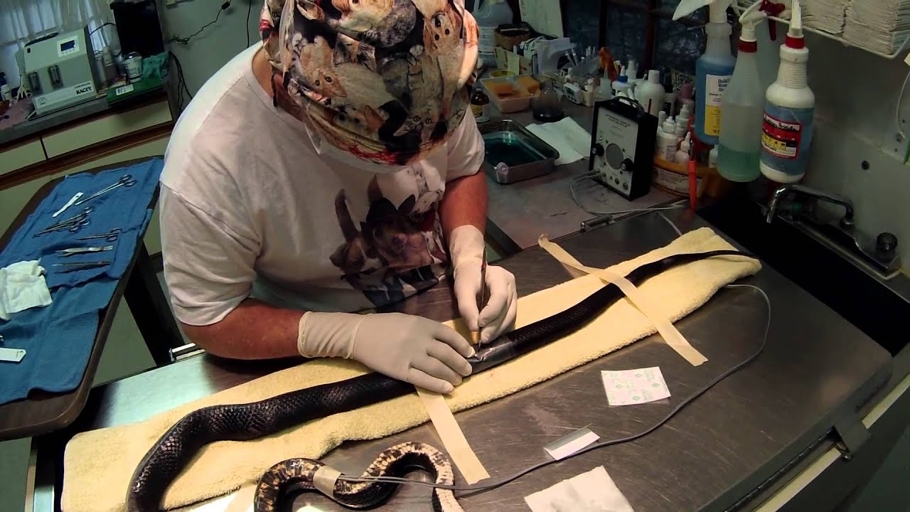 Rat Snake Tracks - Apollo's Radio Transmitter Implantation Surgery ...