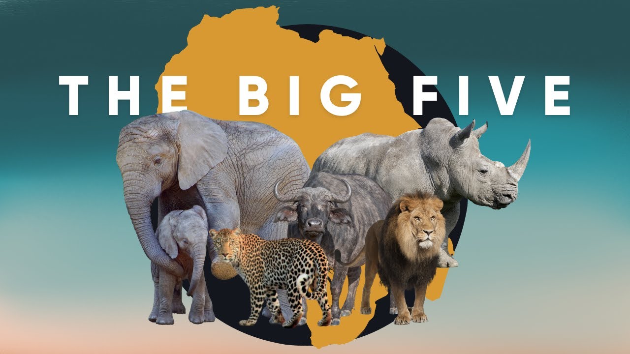 The Big Five of African Wildlife - YouTube