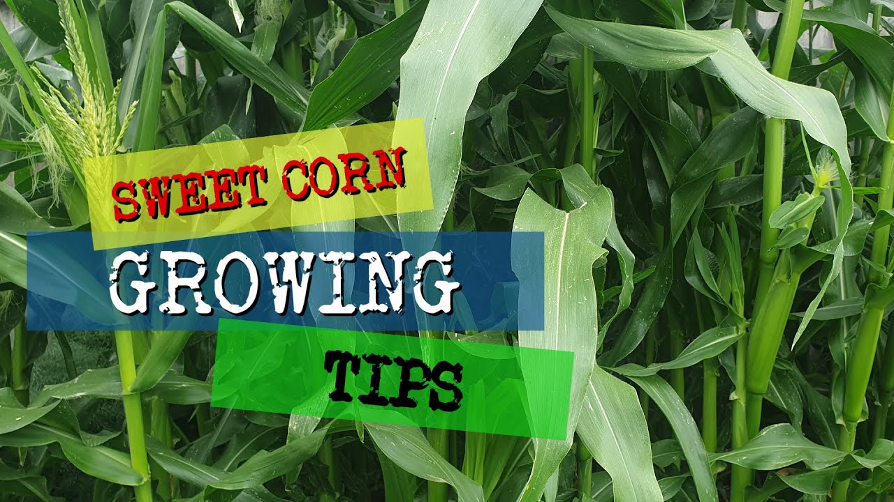 SWEET CORN GROWING TIPS - YouTube