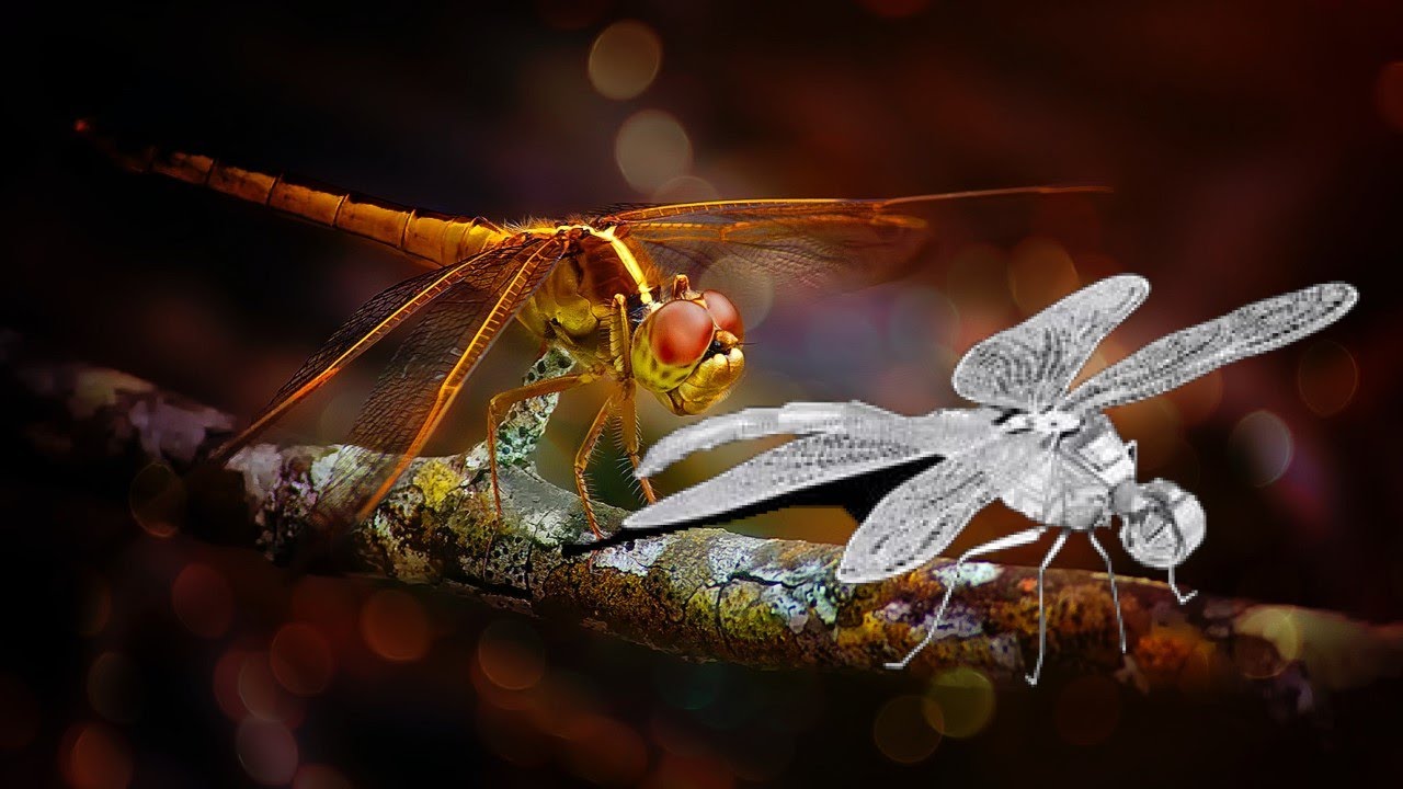 DIY - How to make beautiful Steel Dragonfly - 3D Steel model - YouTube