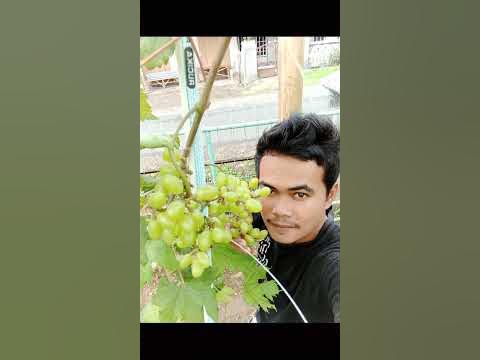 Anggur genjah dikebun anggur tasik , anggur berbuah lebat - YouTube