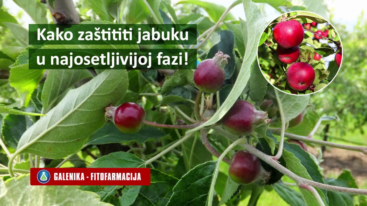 Zaštita zasada jabuke u fazi precvetavanja i formiranja ploda, Galenika ...