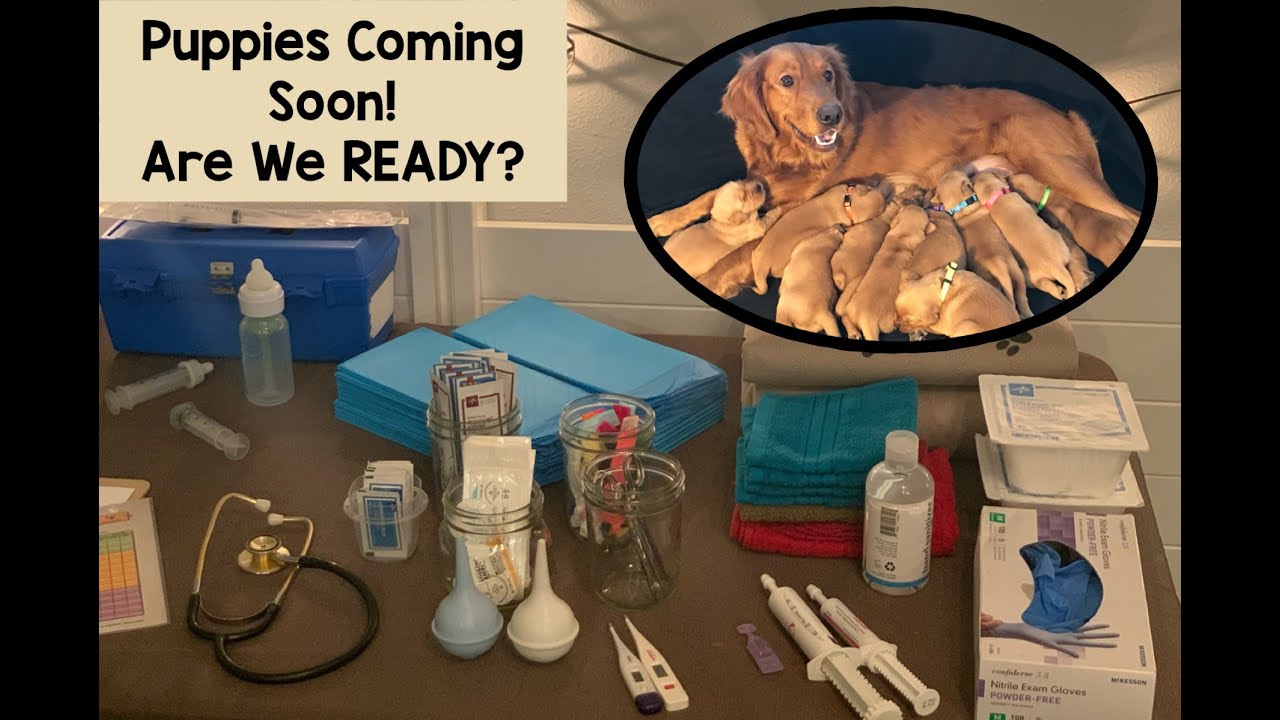 Puppies Coming Are We READY? - YouTube
