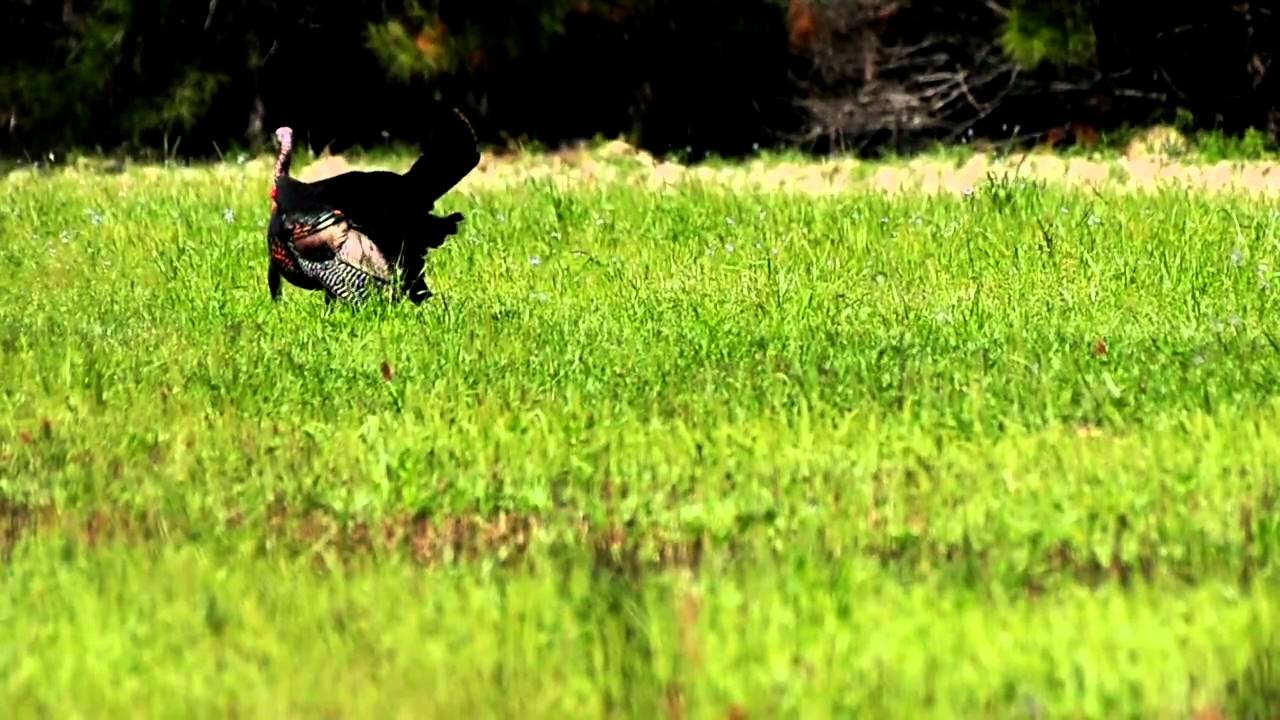 The Wild Turkey Strut - YouTube
