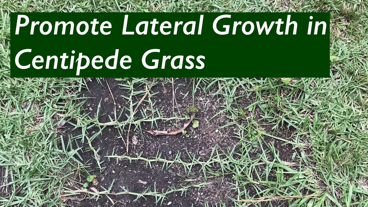 Centipede Grass Runners