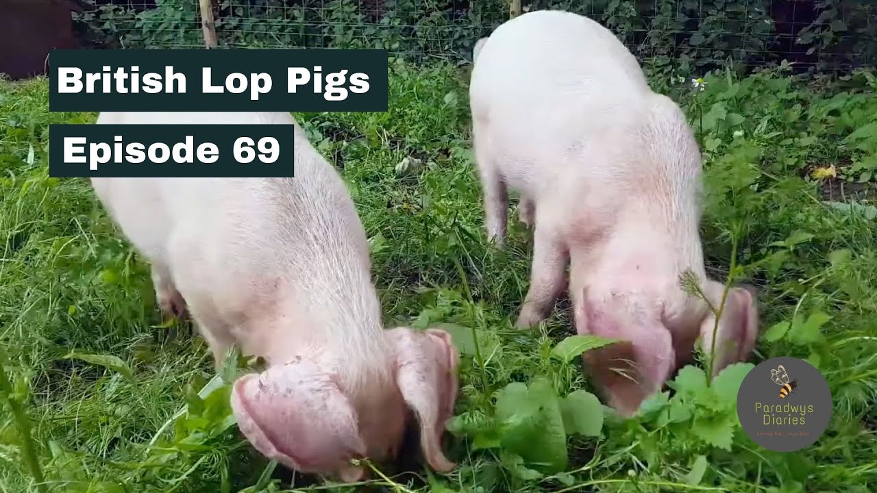 British Lop Pigs | Paradwys Diaries Episode 69 - YouTube