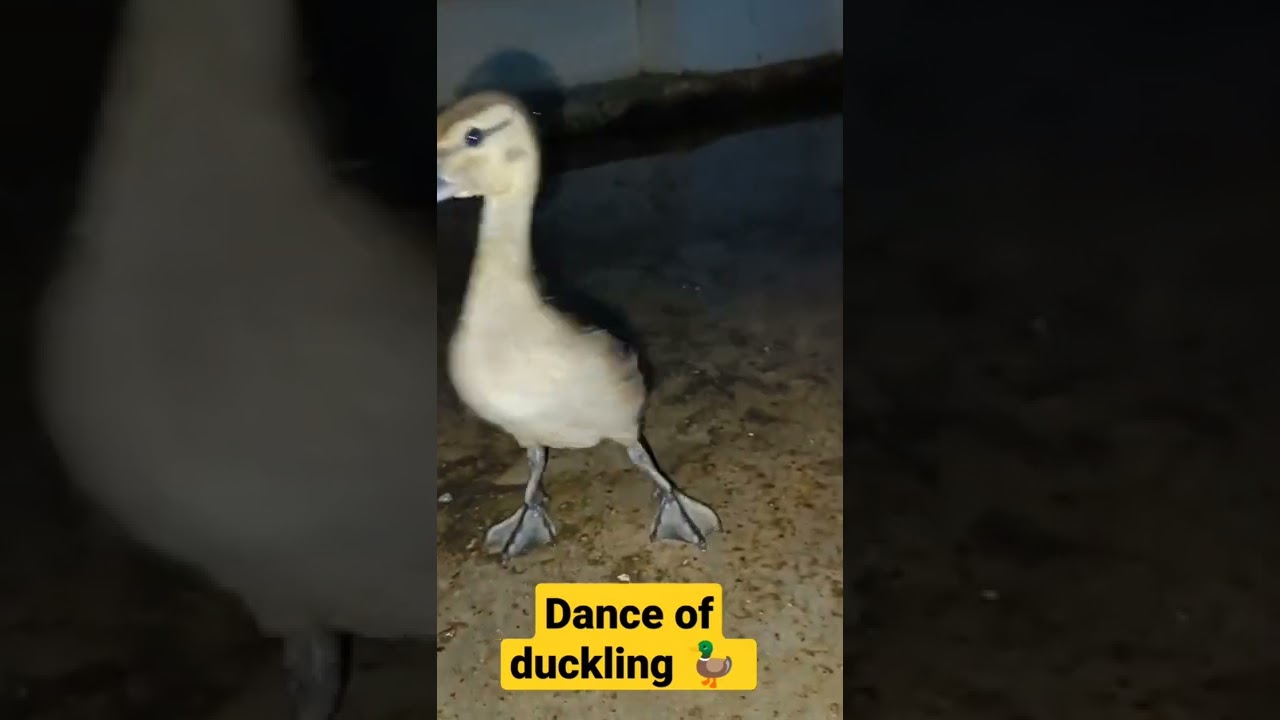 #dance #duckling - YouTube