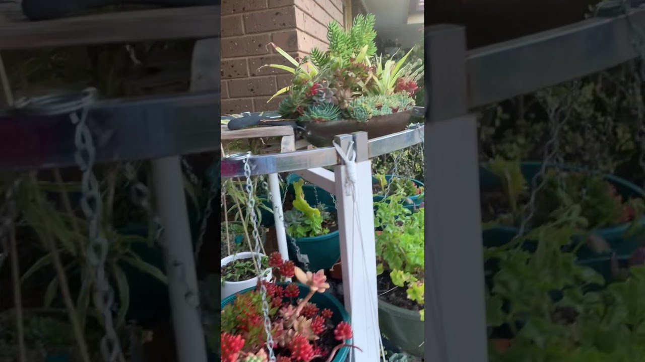 My messy front yard😅😅 - YouTube