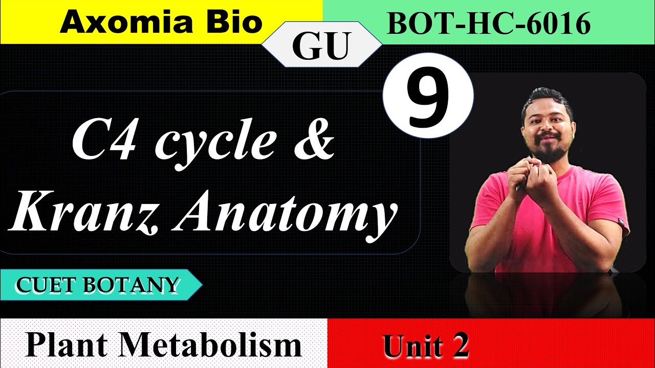 C4 Cycle Kranz Anatomy Plant Metabolism CUET Bsc Botany GU 6th Sem c4-cycle-kranz-anatomy-plant-metabolism-cuet-bsc-botany-gu-6th-sem