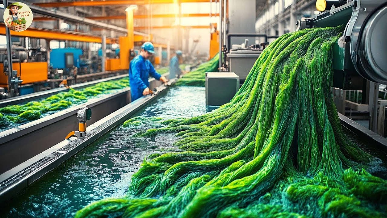 How Farmers Harvest Seaweed: Inside a Seaweed Processing Factory ...