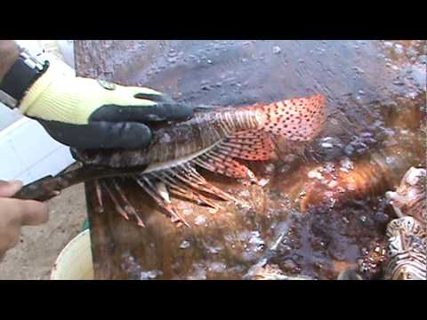 Lion Fish. How to gut, clean and fillet a lion fish with Alex Maillis ...