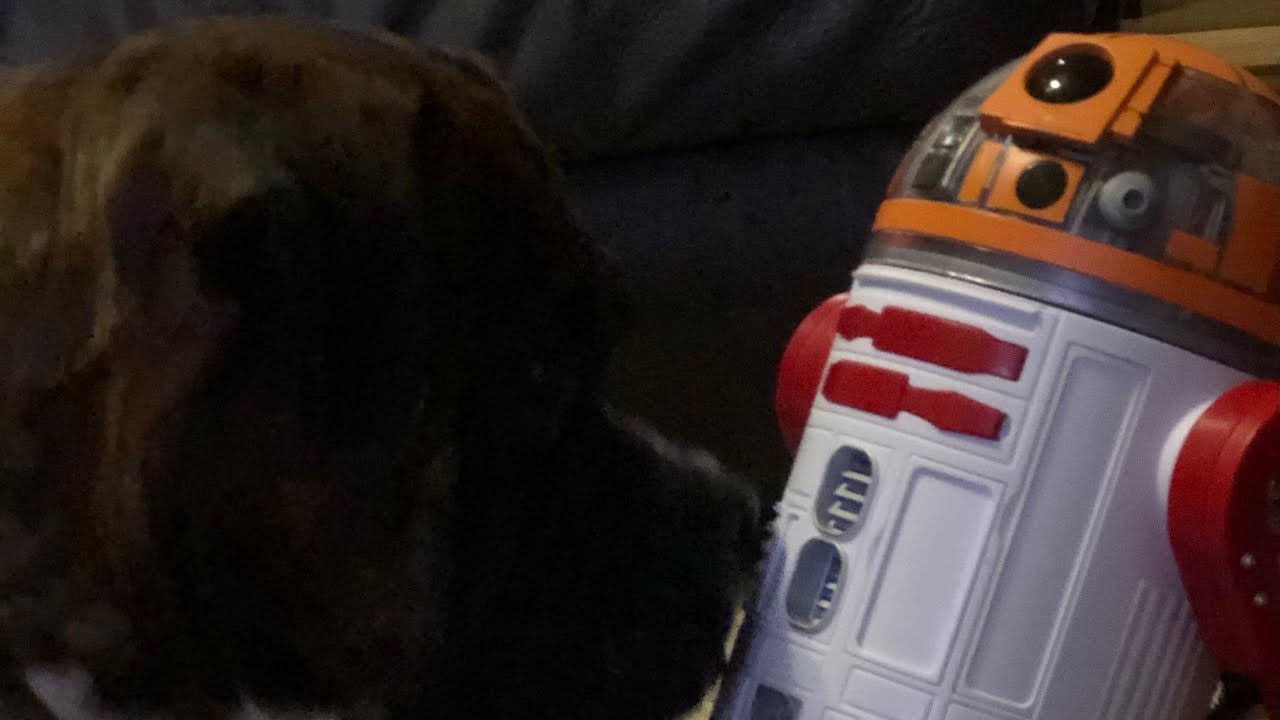 Baxter The Boxer Dog: Paw Wars #baxter #boxerdog #dogs #starwars # ...
