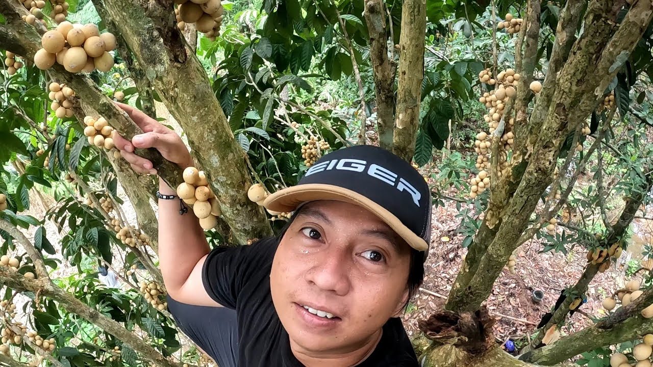 Panen Buah Langsat|Life in borneo - YouTube