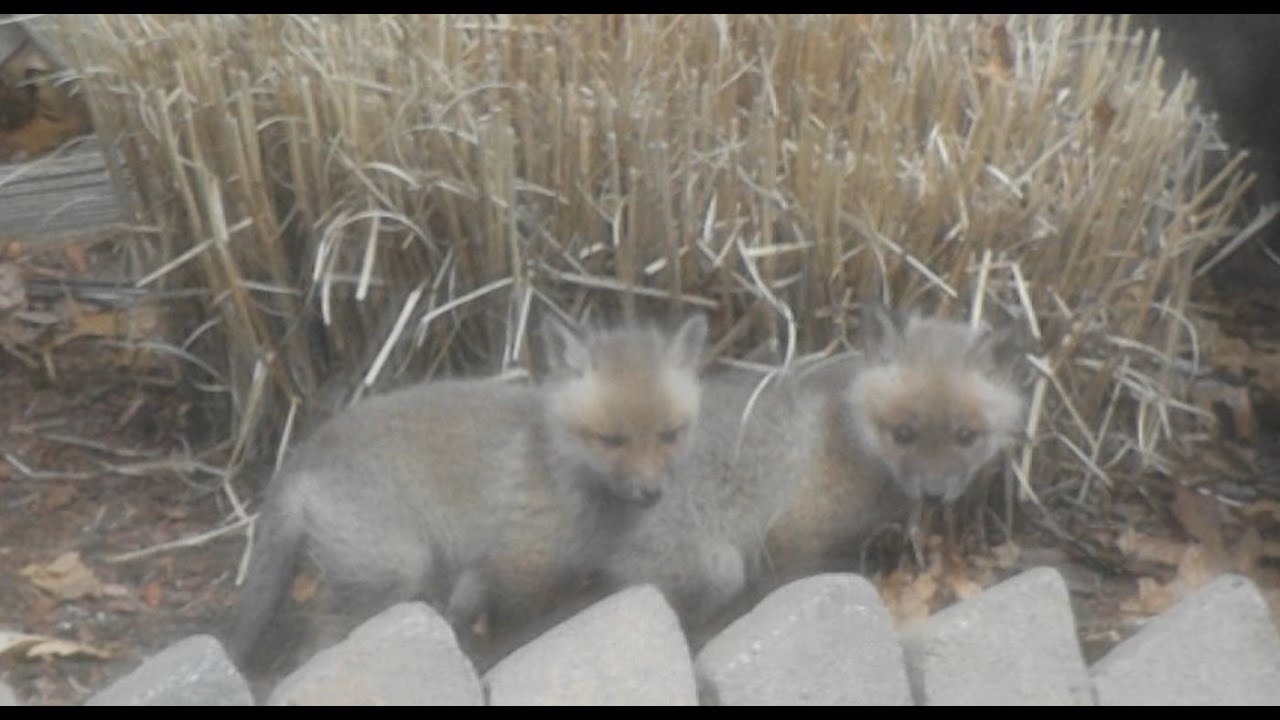 Four Baby Fox kits come out of their den under my shed for the first ...