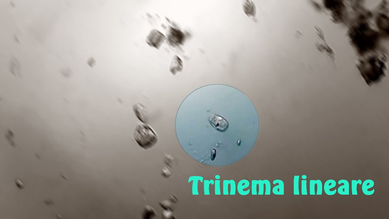 Trinema lineare - YouTube