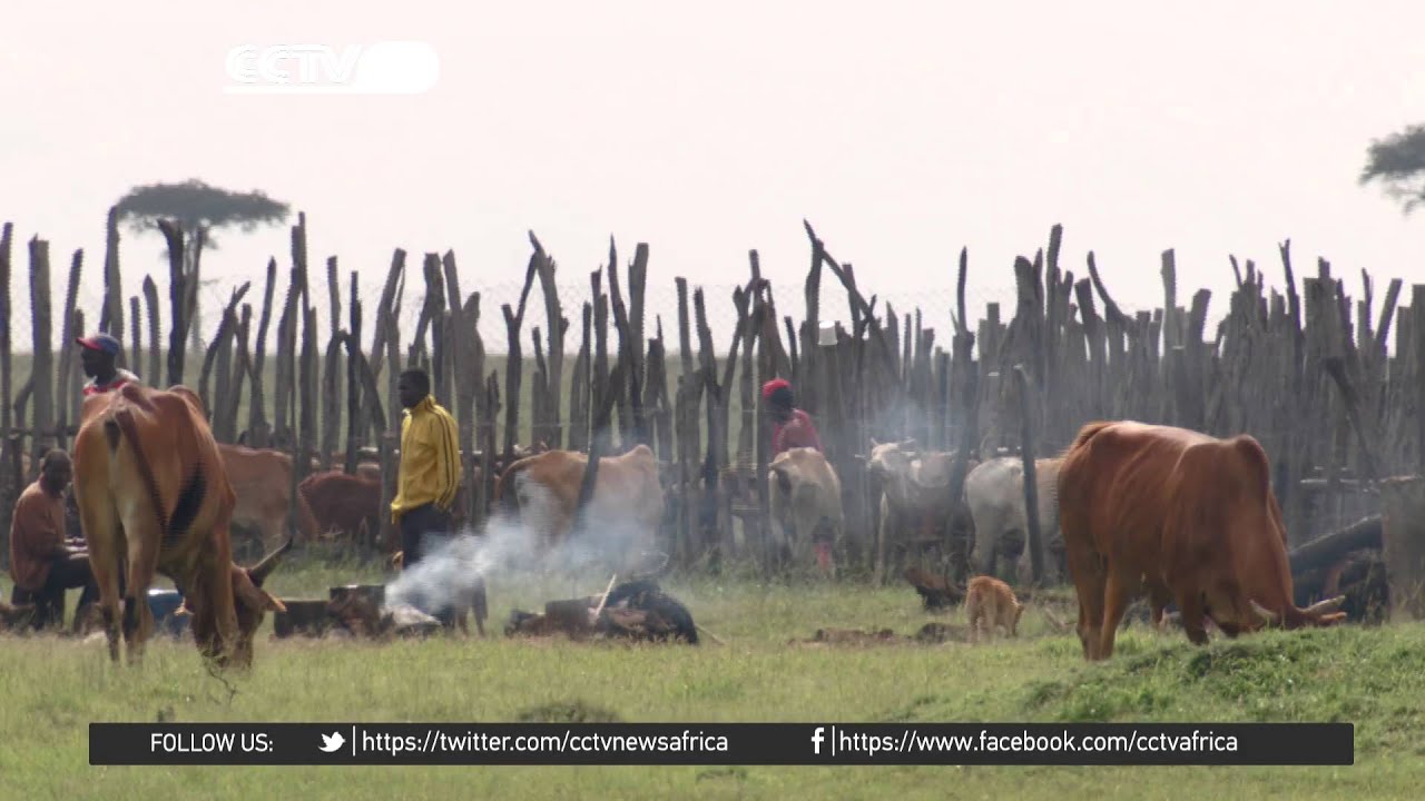 Mara Huma Wildlife Conflict Cattle Mean Far More Than Dollars YouTube mara-huma-wildlife-conflict-cattle-mean-far-more-than-dollars-youtube