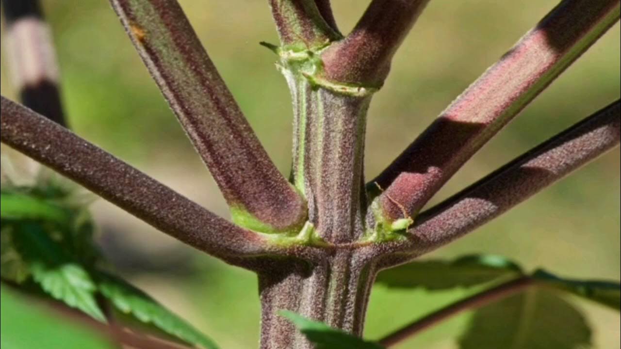 Red and Purple Cannabis Stems: A Comprehensive Guide - YouTube