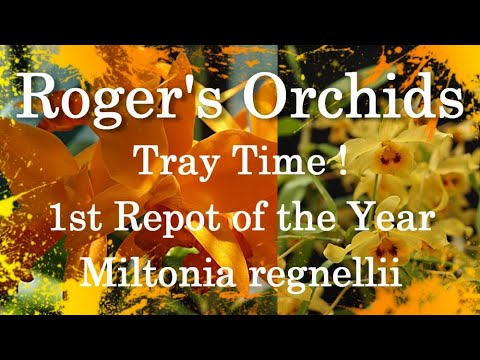 Tray Time ! - 1st Repot of the Year Miltonia regnellii - YouTube