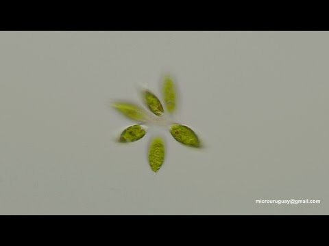 Colacium una pequeña alga con tallo gelatinoso - Colacium small alga ...