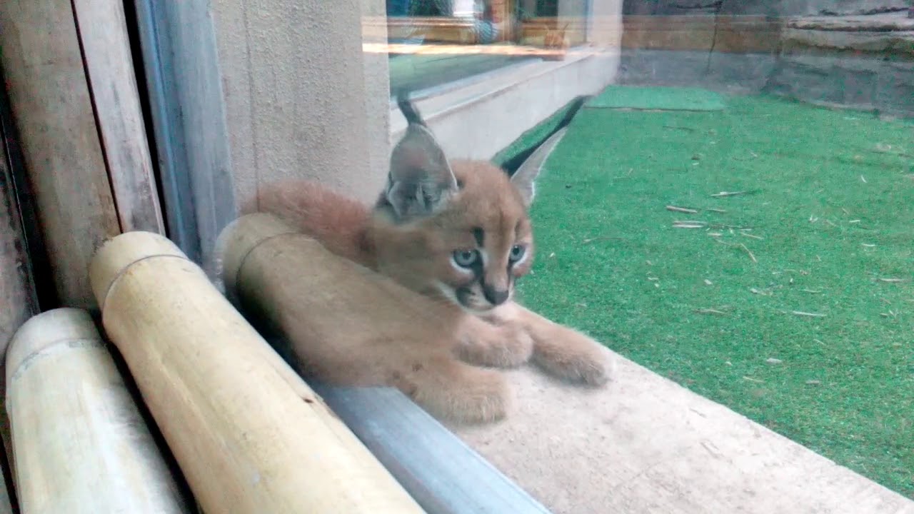 Karakulak yavrusu - YouTube