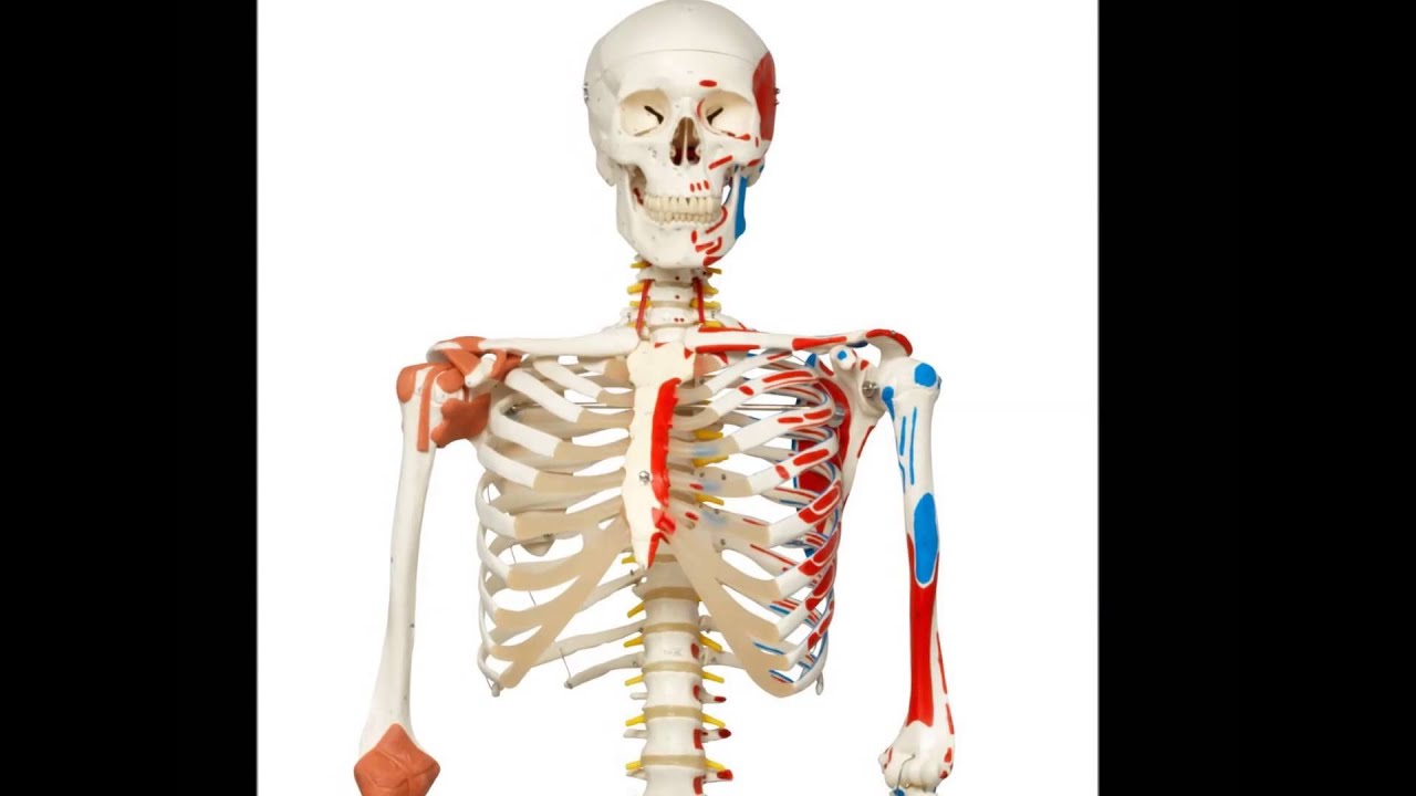 3B Scientific A13 Plastic Super Human Skeleton Model Sam | Human ...