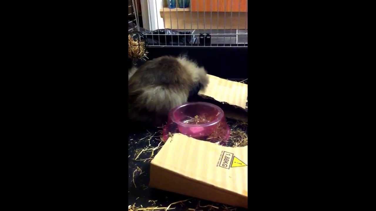 Lola the Farting Rabbit - YouTube