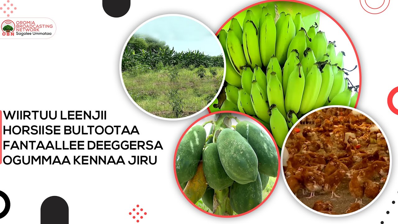 Wiirtuu leenjii horsiise bultootaa Fantaallee deeggersa ogummaa kennaa ...