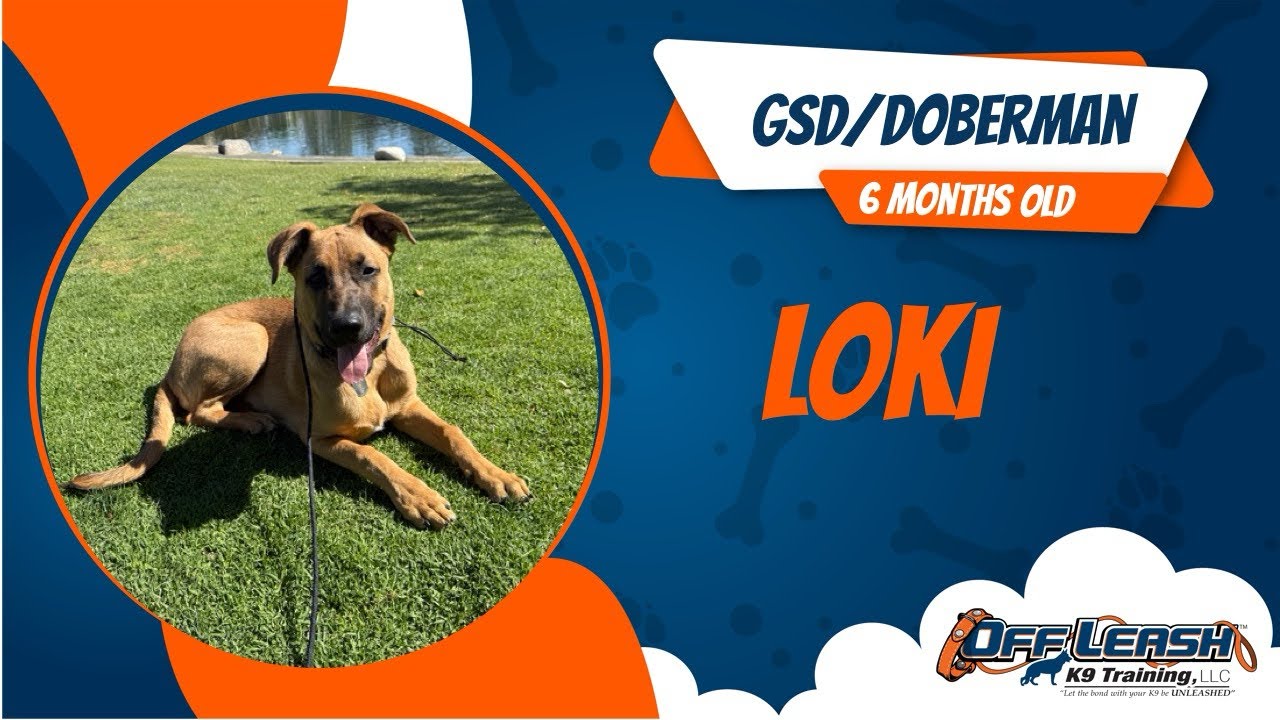 🐶🐕Off Leash K9 Training / Obedience Training 🐕🐶 - YouTube