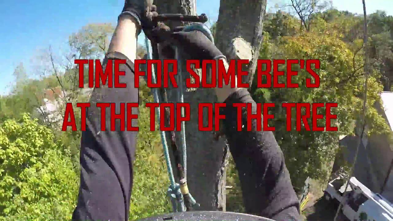 Smith Tree Service and the big dead oak tree (717) 675-0440 CALL US ...
