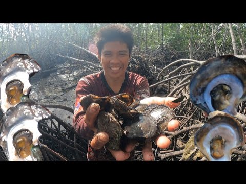 Pangunguha ng Tagnipis sa Ugat ng mga Bakhawan. - YouTube