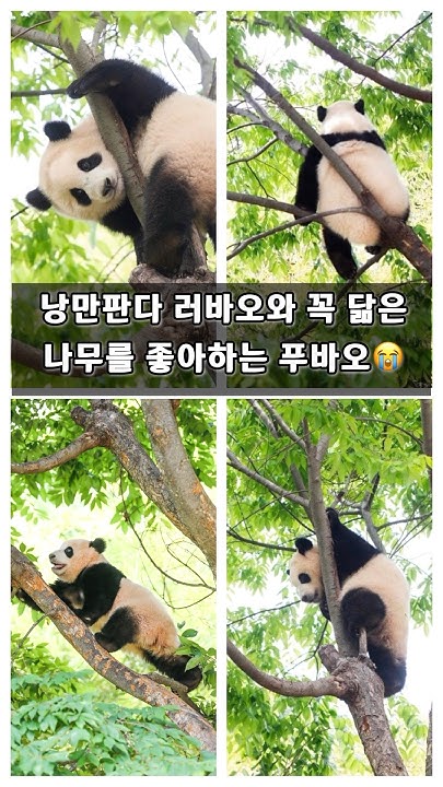 푸바오가 너무 보고싶은 이번주네요ㅜㅜ 아빠 러바오를 닮아 나무를 좋아하던 우리 푸🥺🥺 푸바오 러바오 아이바오 루이바오 후이바오 에버랜드 판다월드 푸바오중국