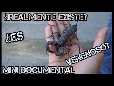 ¿el Vinagrillo Es venenoso? MINI DOCUMENTAL - Bichormacion - YouTube