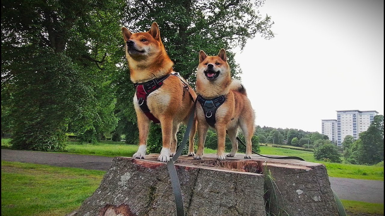 Shiba Inu on a tree throne. - YouTube