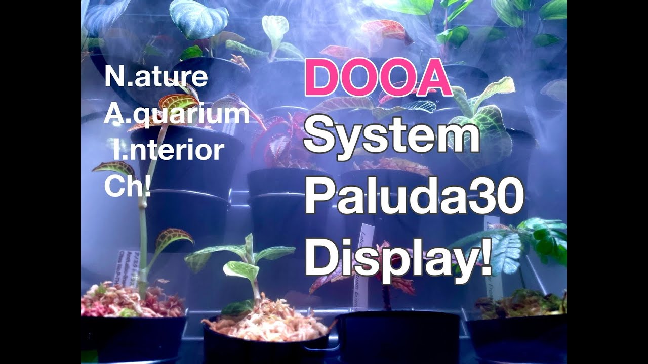 DOOA System Paluda 30 Display! - YouTube