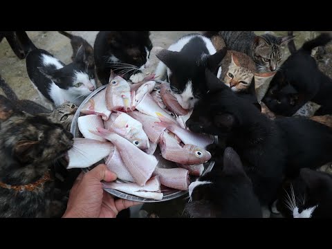 My Cats Very Like Fish